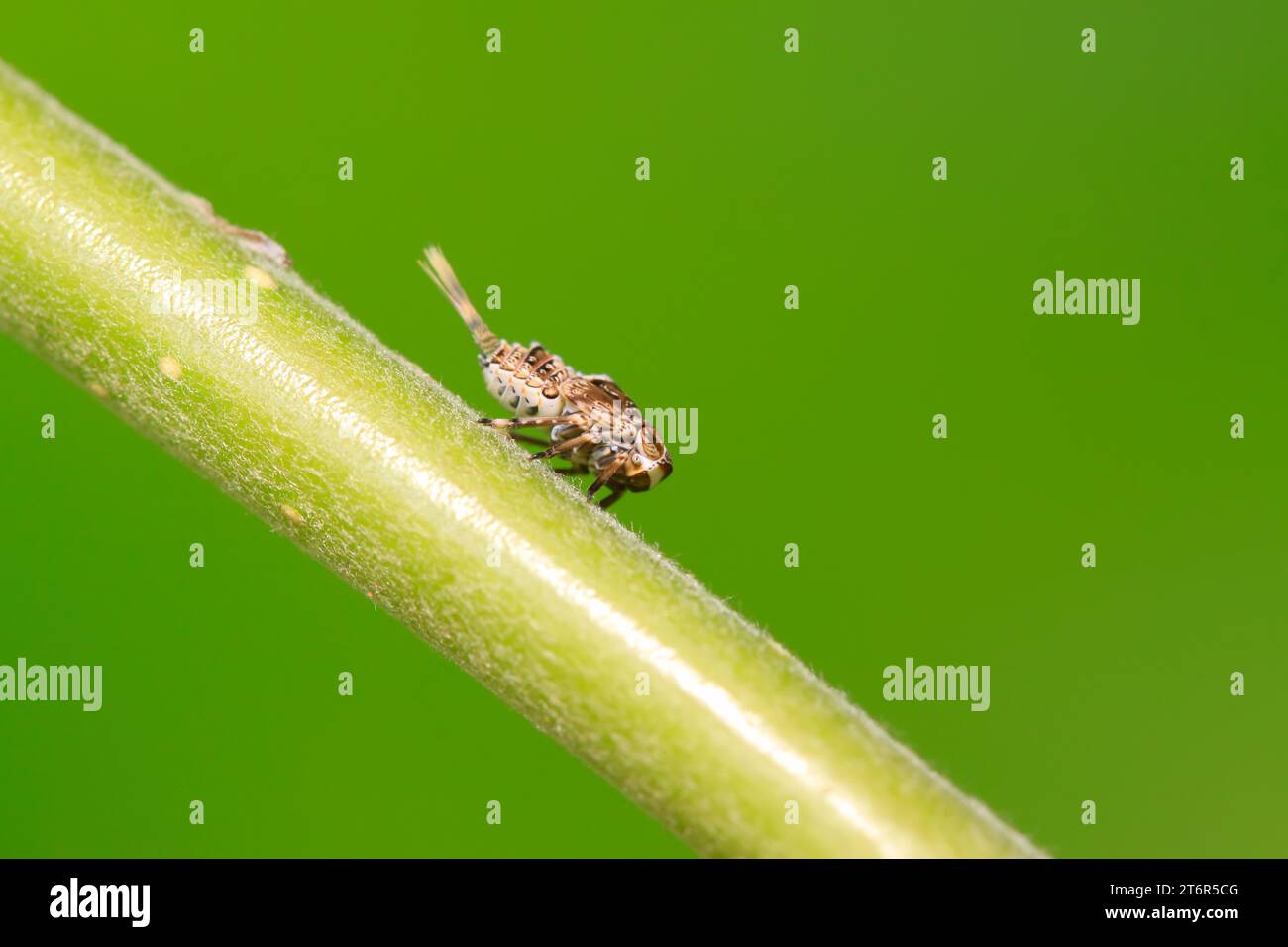 tiny insects on plant in the wild Stock Photo - Alamy