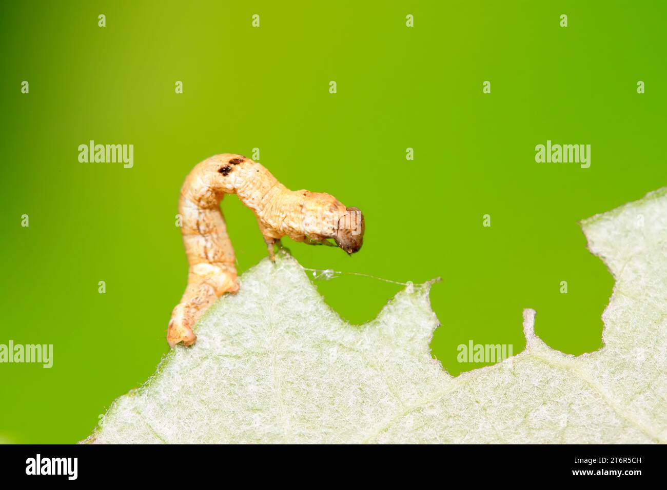 Geometridae on plant in the wild Stock Photo - Alamy