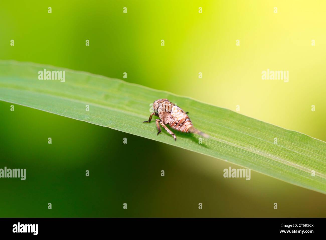 tiny insects on plant in the wild Stock Photo - Alamy