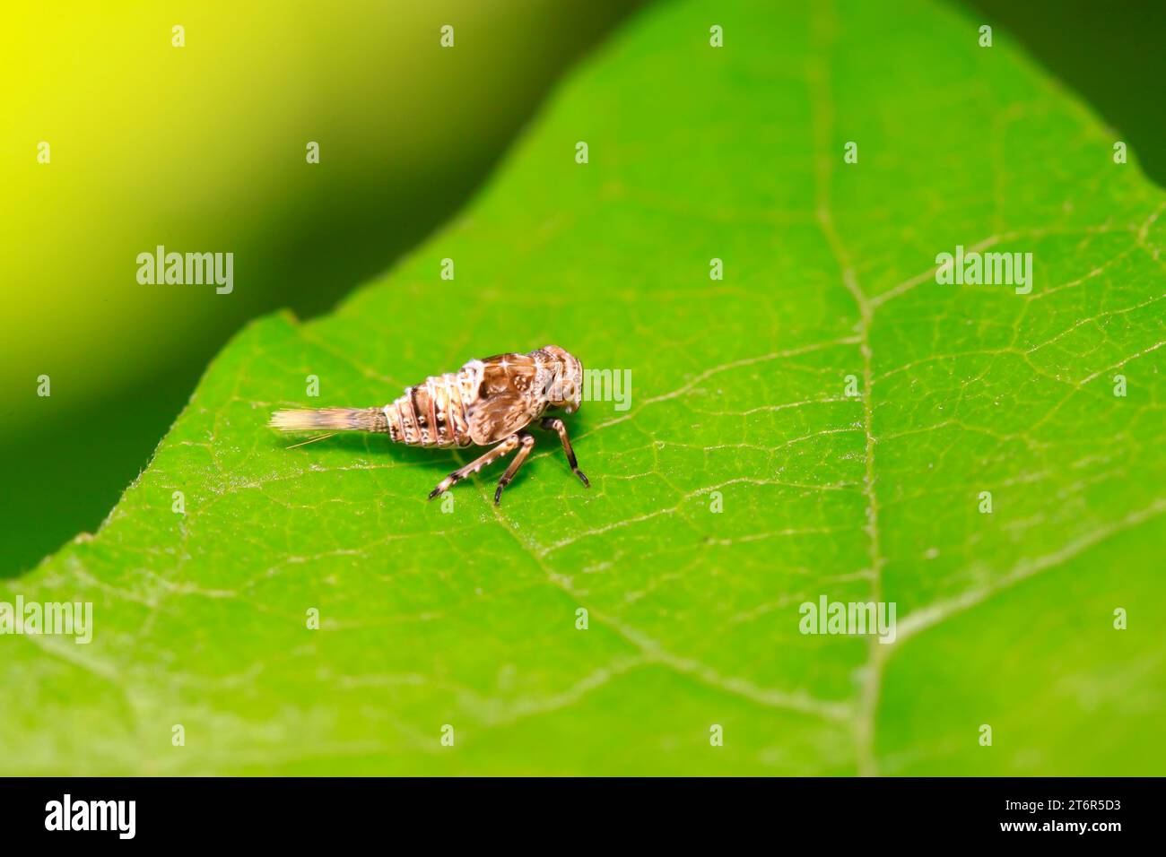 tiny insects on plant in the wild Stock Photo - Alamy