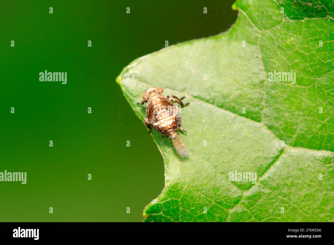 tiny insects on plant in the wild Stock Photo - Alamy