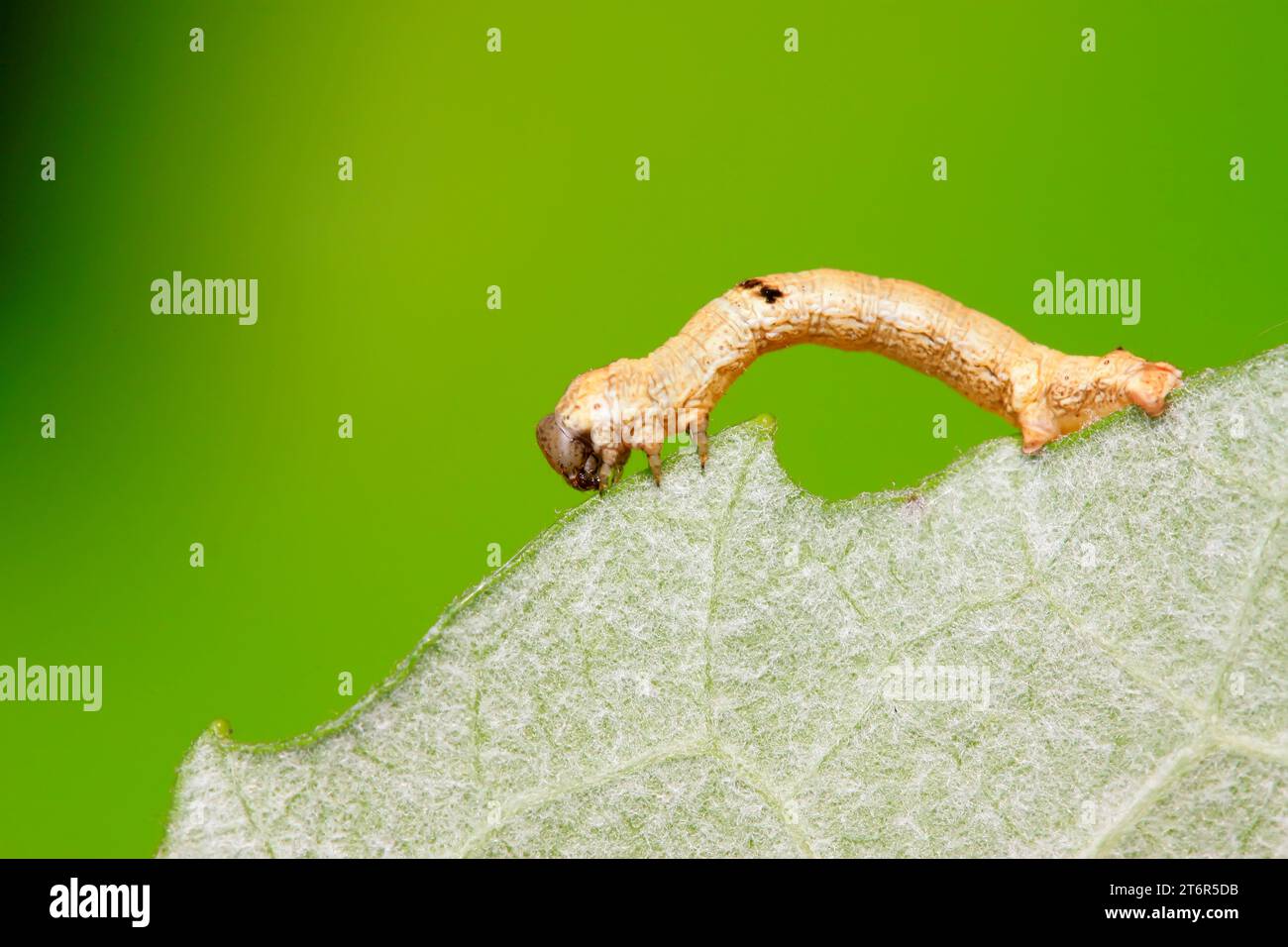 Geometridae on plant in the wild Stock Photo - Alamy