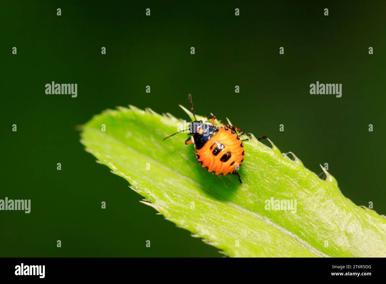 Aspongopus chinensis dallas hi-res stock photography and images - Alamy