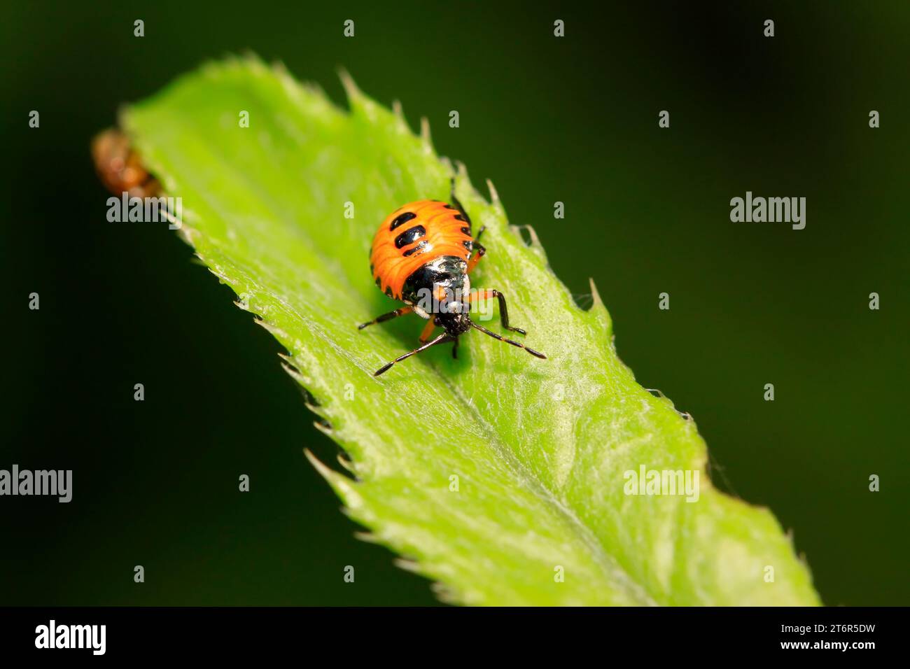 Aspongopus chinensis dallas hi-res stock photography and images - Alamy