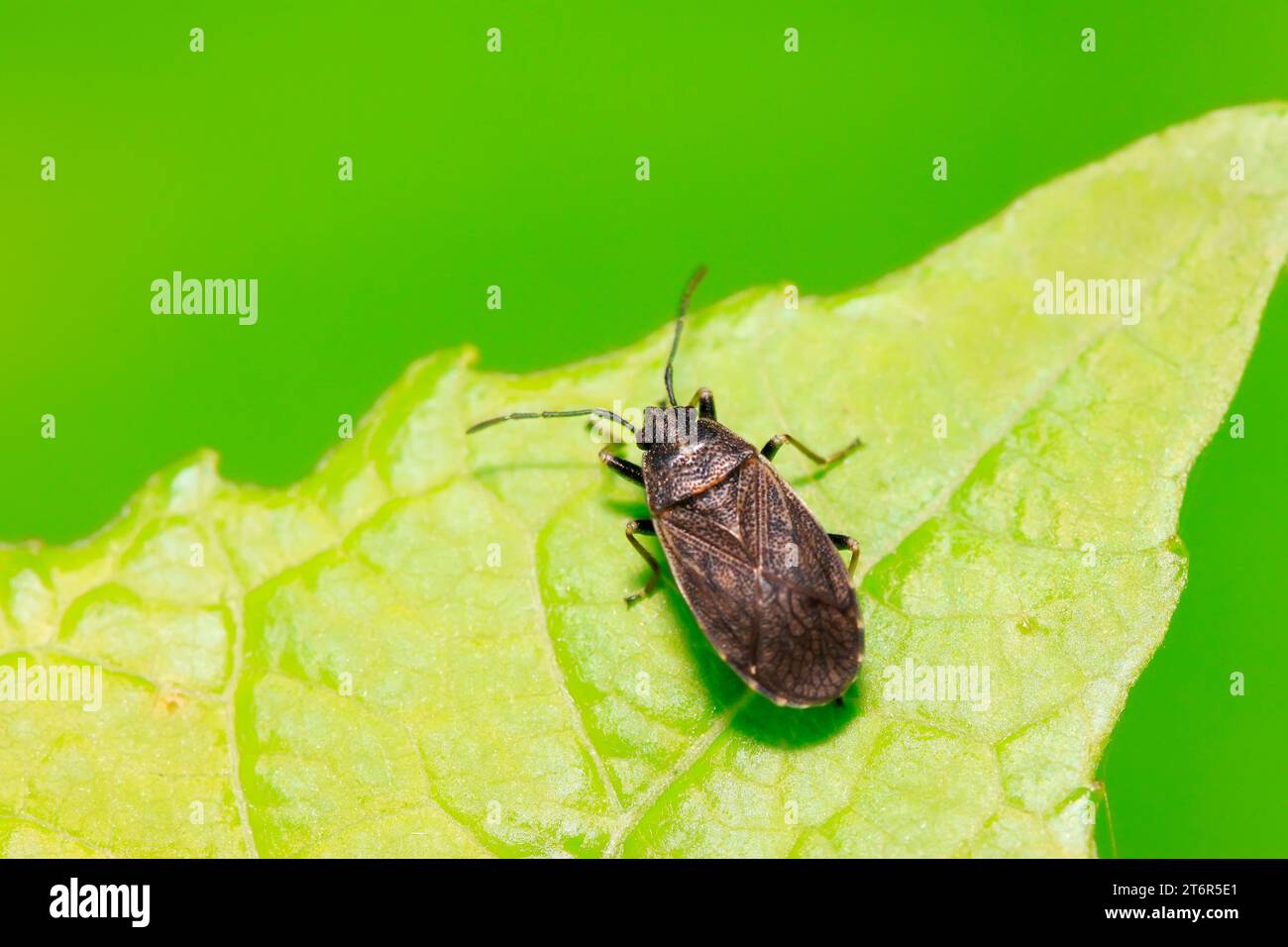 Aspongopus chinensis dallas hi-res stock photography and images - Alamy