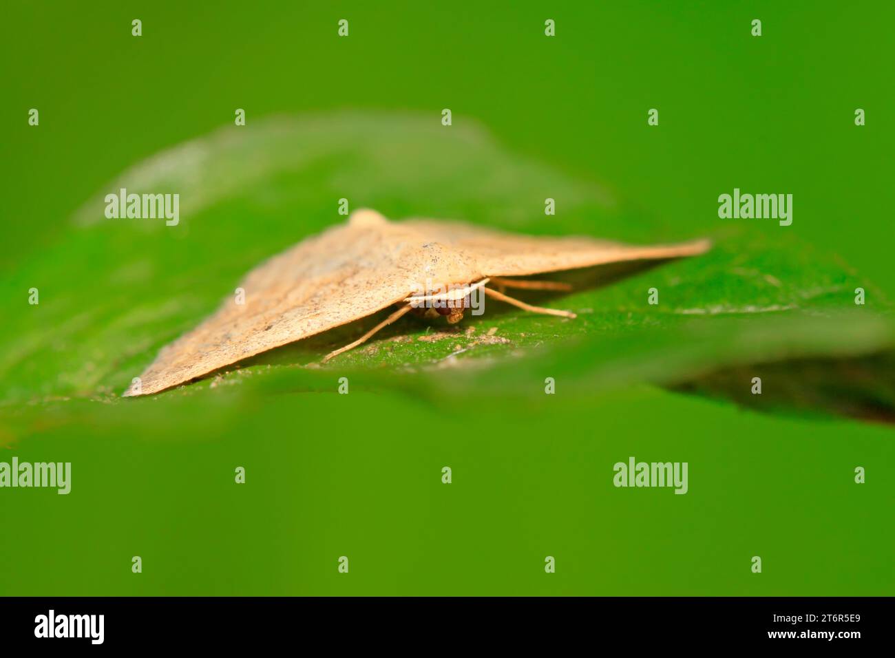 Moth insects on plant in the wild Stock Photo - Alamy