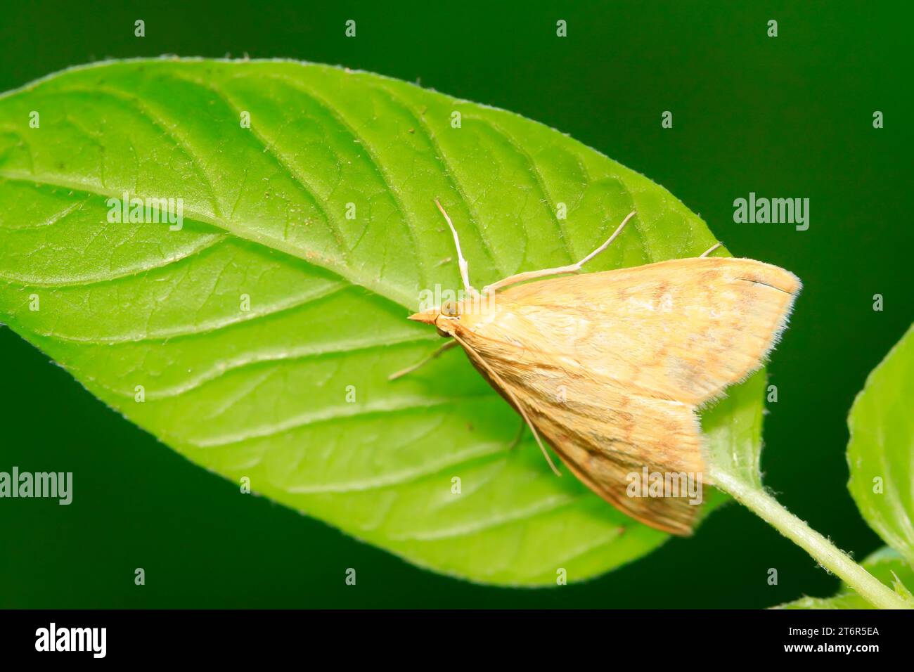 Moth insects on plant in the wild Stock Photo - Alamy