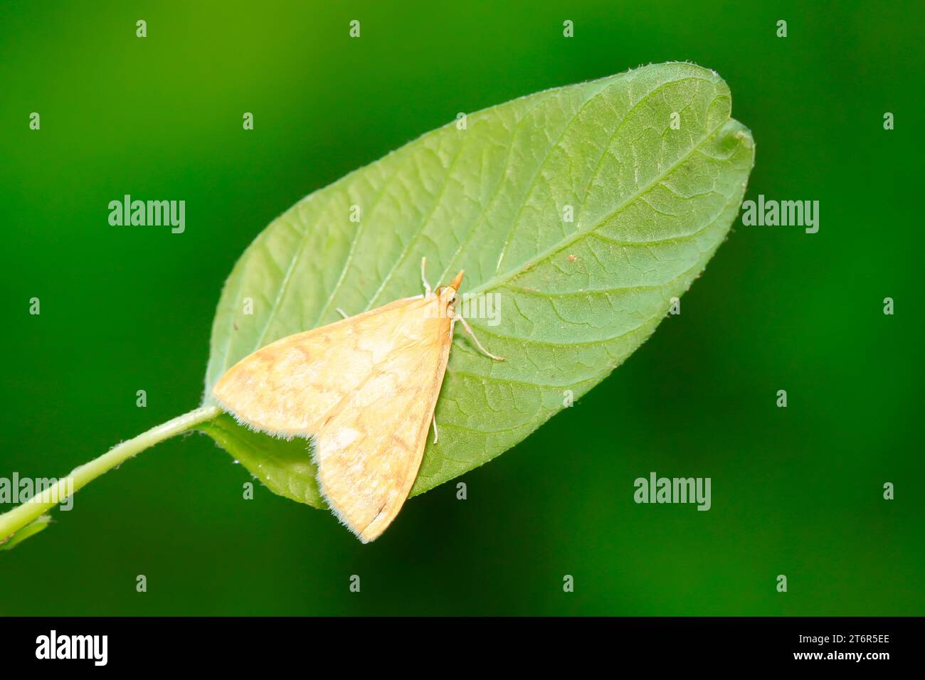 Moth insects on plant in the wild Stock Photo - Alamy