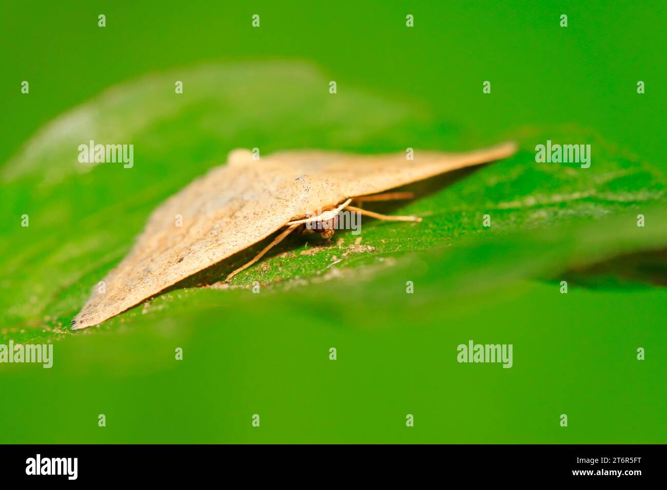 Moth insects on plant in the wild Stock Photo - Alamy