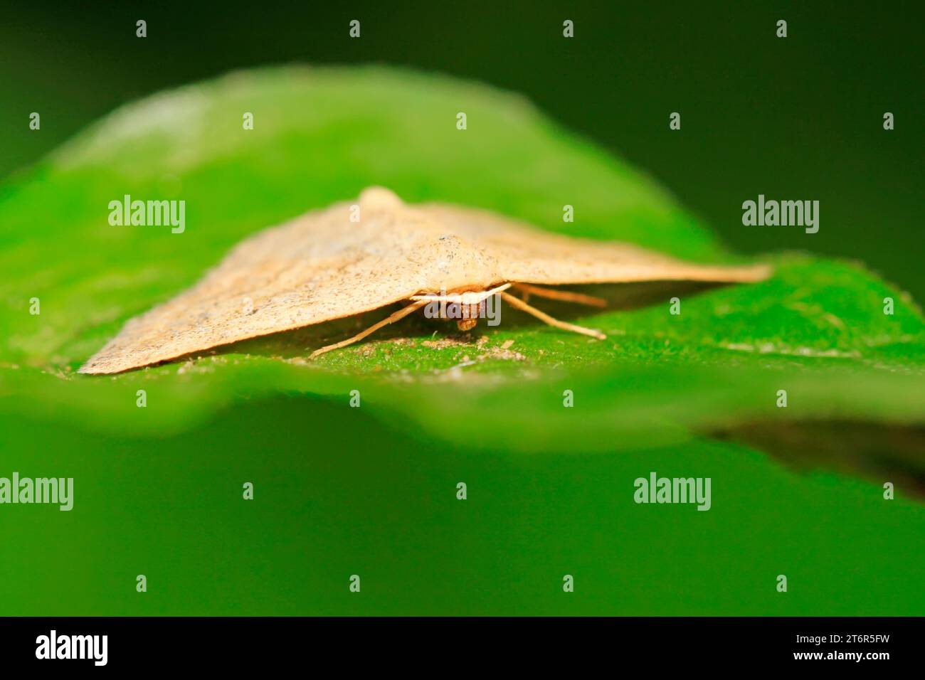 Moth insects on plant in the wild Stock Photo - Alamy
