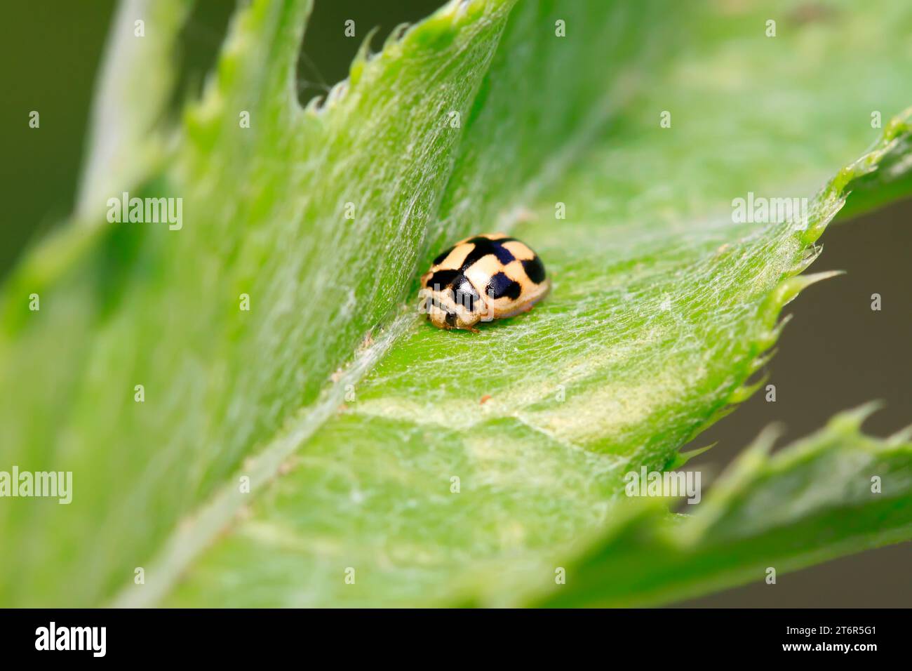 Propylaea japonica hi-res stock photography and images - Alamy