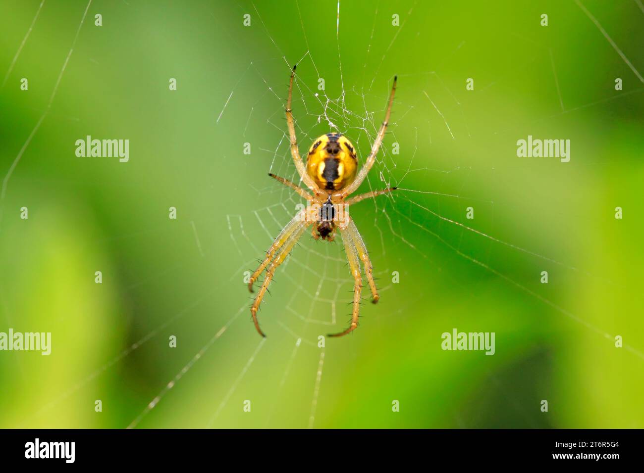 Beneficial spiders hi-res stock photography and images - Alamy