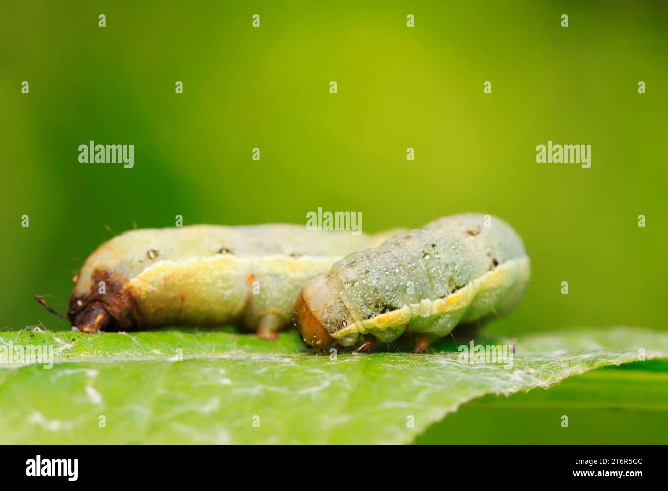 Lepidoptera insect larvae on plant in the wild Stock Photo - Alamy