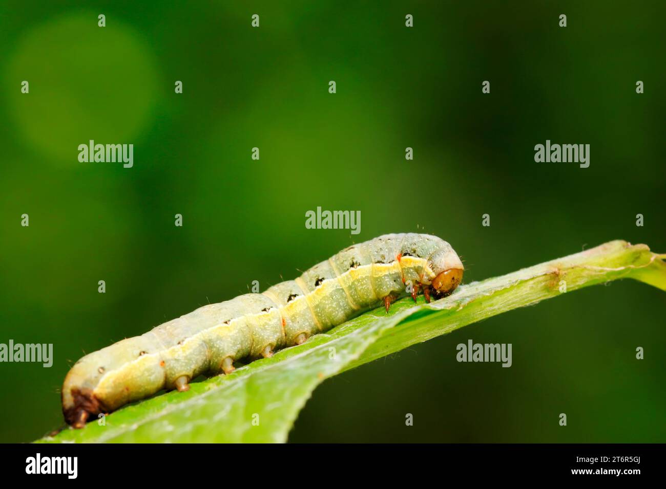 Lepidoptera insect larvae on plant in the wild Stock Photo - Alamy