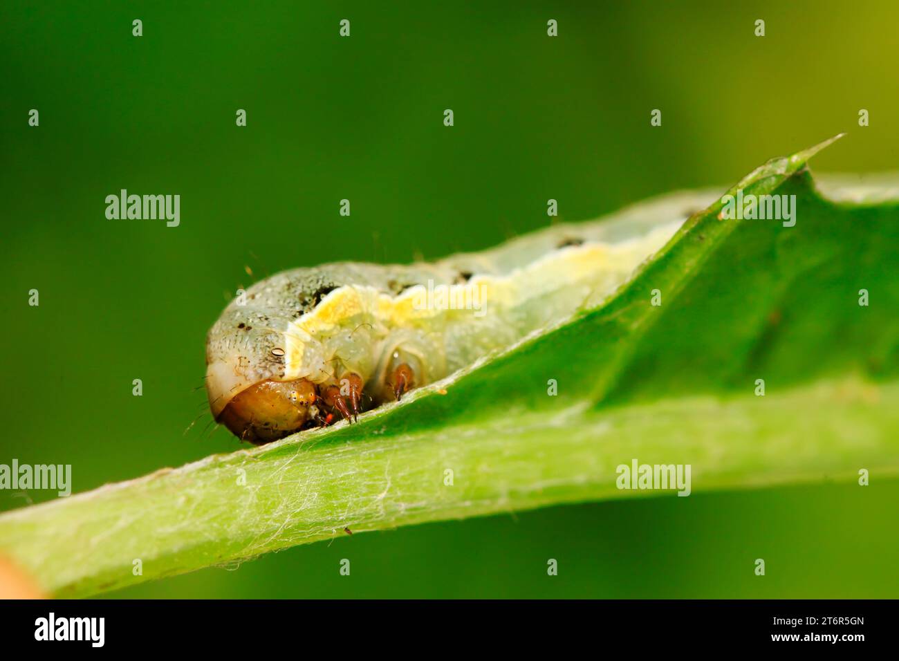 Lepidoptera insect larvae on plant in the wild Stock Photo - Alamy