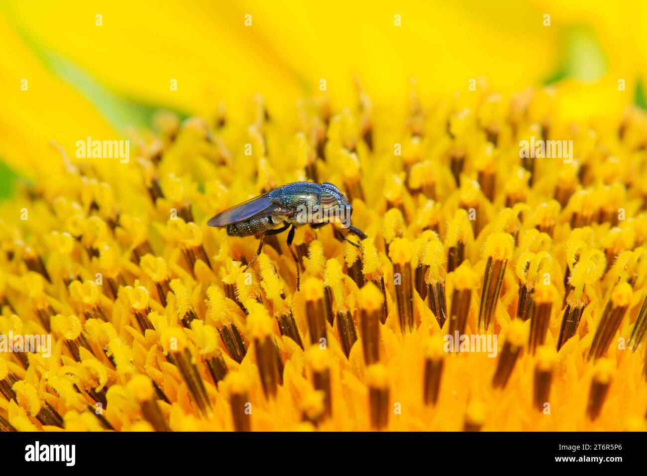 Stomorhina obsoleta on green plant Stock Photo - Alamy