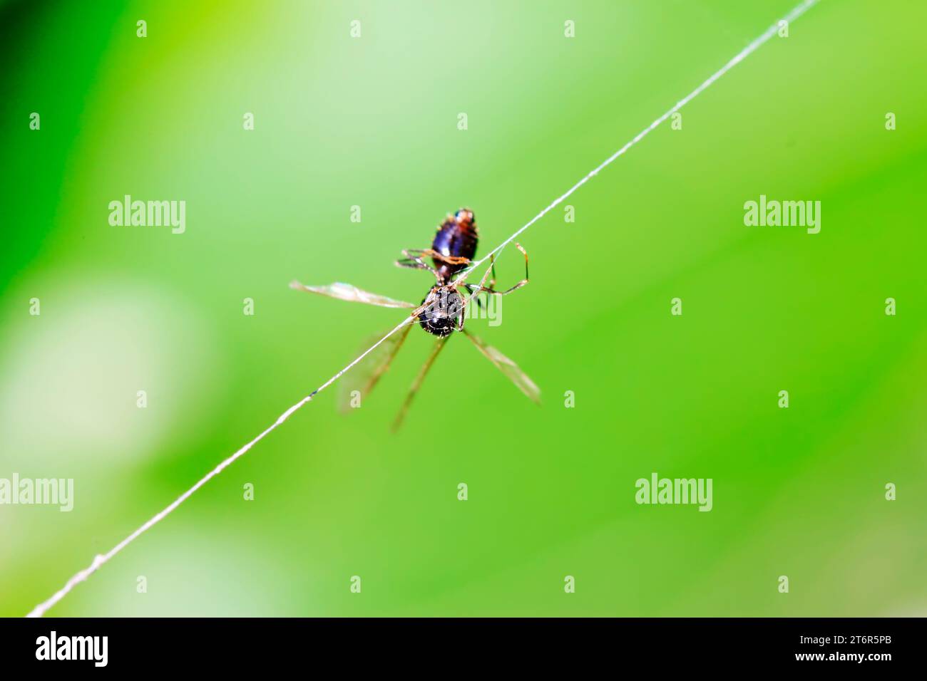 Insects caught in a spider web Stock Photo - Alamy
