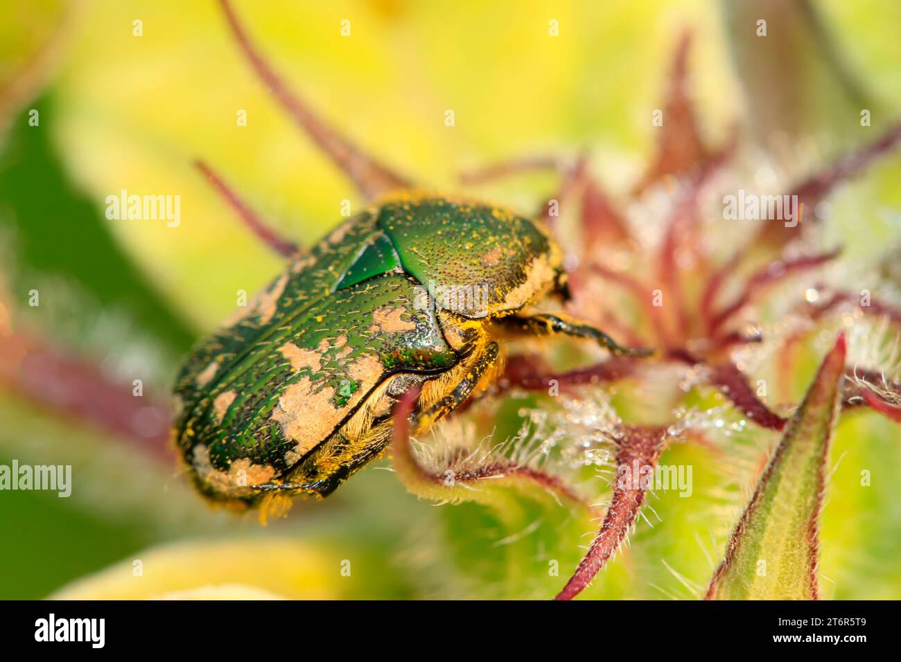 chafer on green leaf in the wild Stock Photo - Alamy