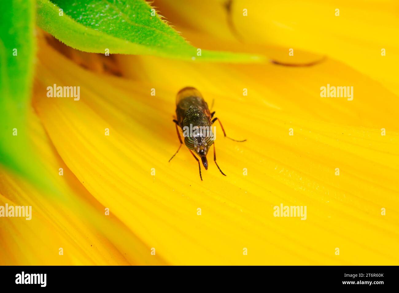 Stomorhina obsoleta on green plant Stock Photo - Alamy