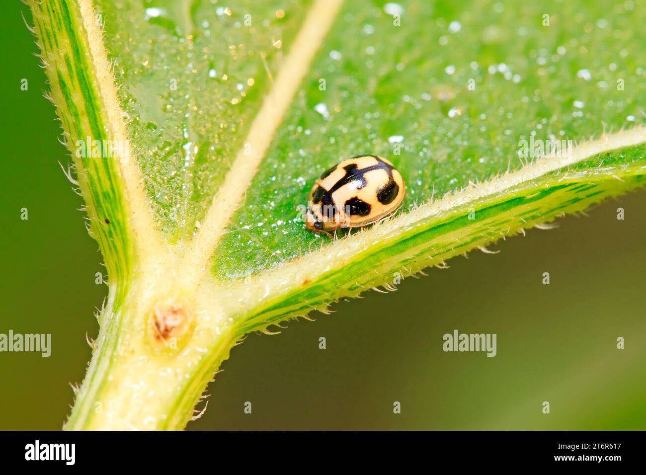Propylaea japonica hi-res stock photography and images - Alamy