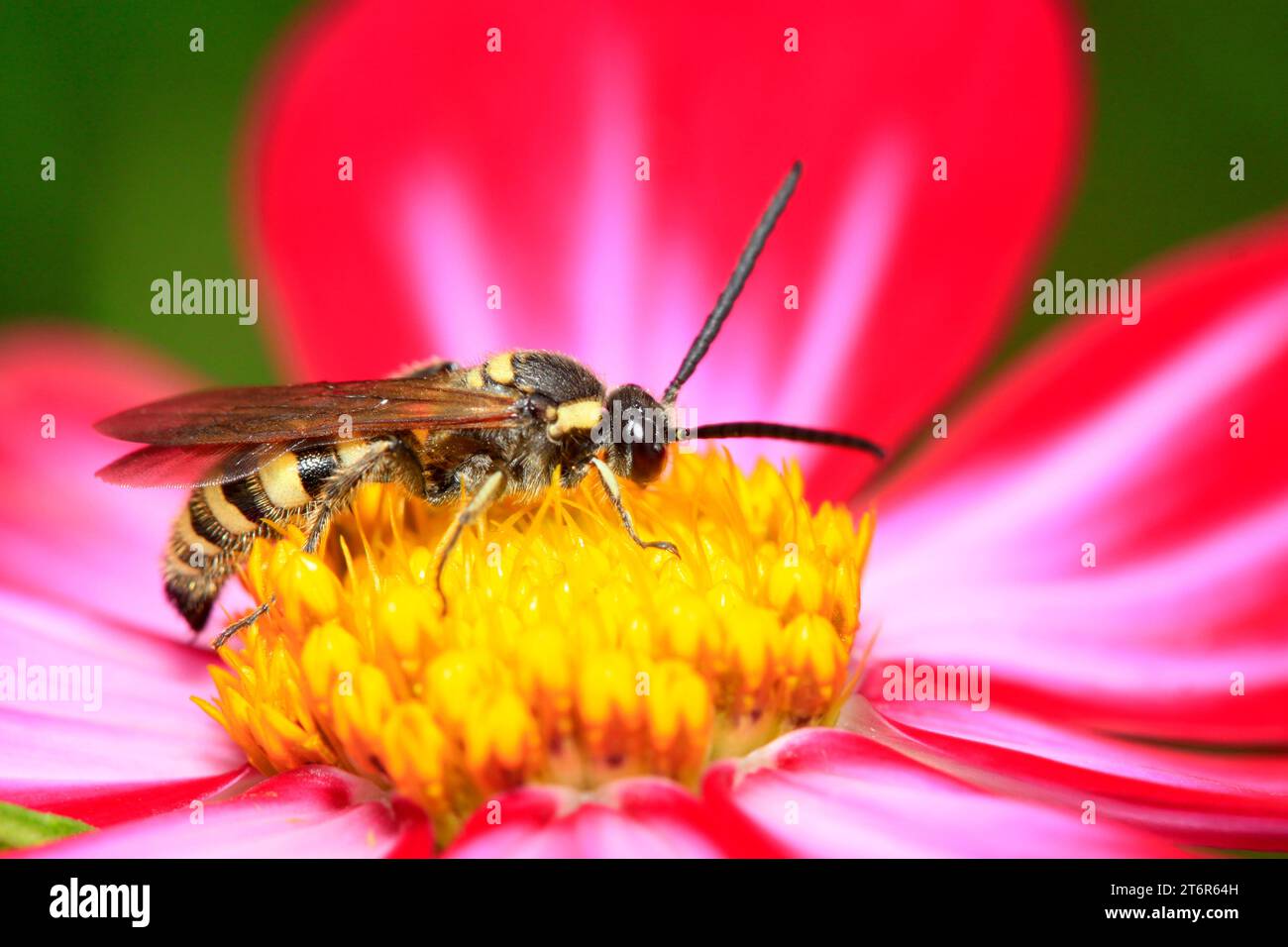 Aegeriidae insects on plant in the wild Stock Photo - Alamy