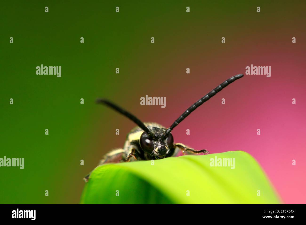 Aegeriidae insects on plant in the wild Stock Photo - Alamy