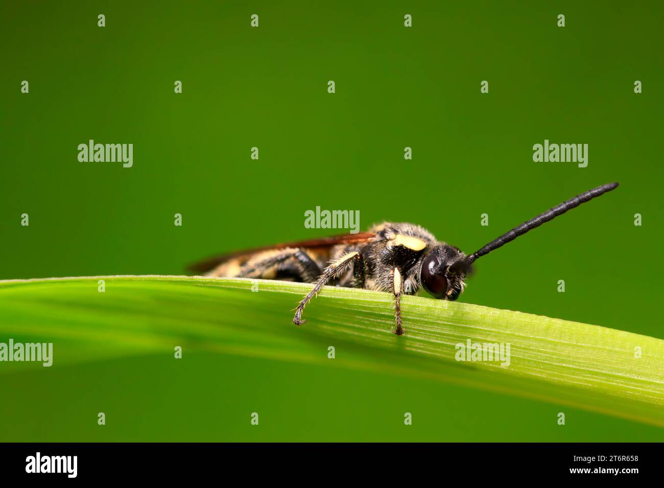 Aegeriidae insects on plant in the wild Stock Photo - Alamy