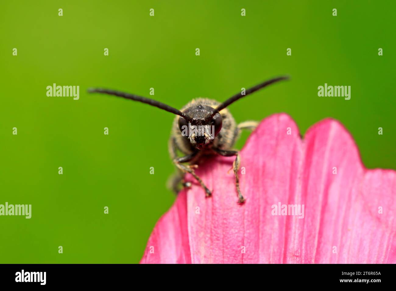 Aegeriidae insects on plant in the wild Stock Photo - Alamy