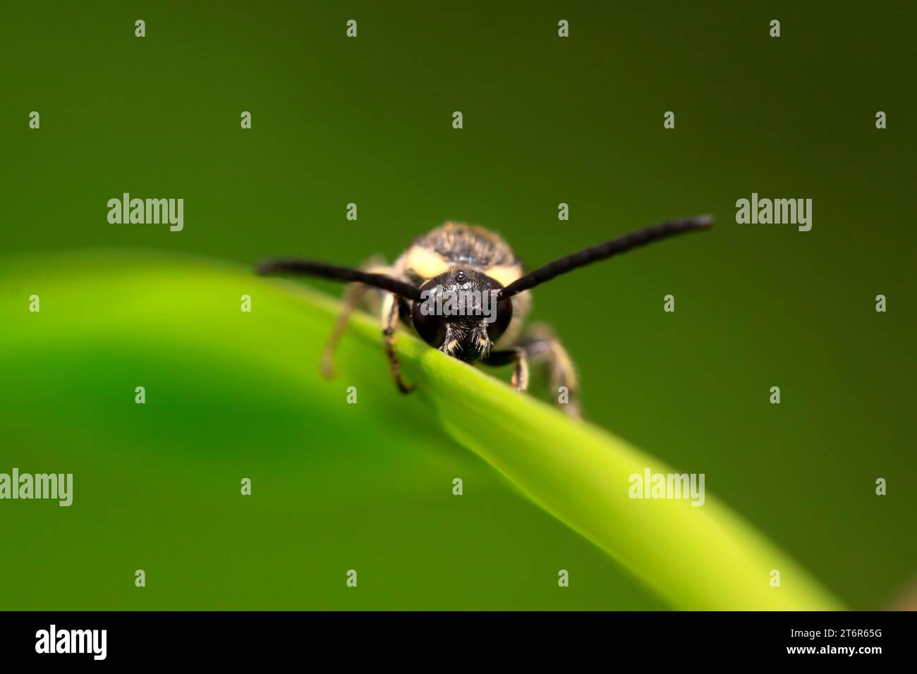 Aegeriidae insects on plant in the wild Stock Photo - Alamy