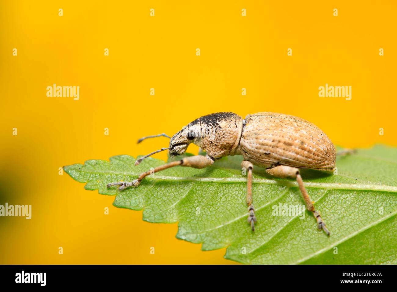 weevil on plant in the wild Stock Photo - Alamy