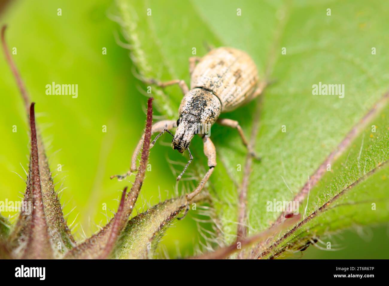 Sympiezomias velatus chevrolat hi-res stock photography and images - Alamy