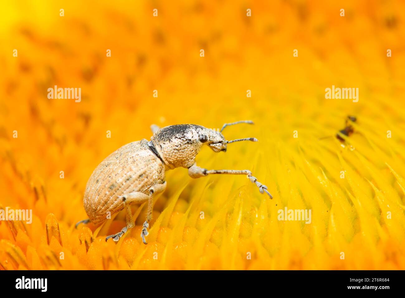 Sympiezomias velatus chevrolat hi-res stock photography and images - Alamy