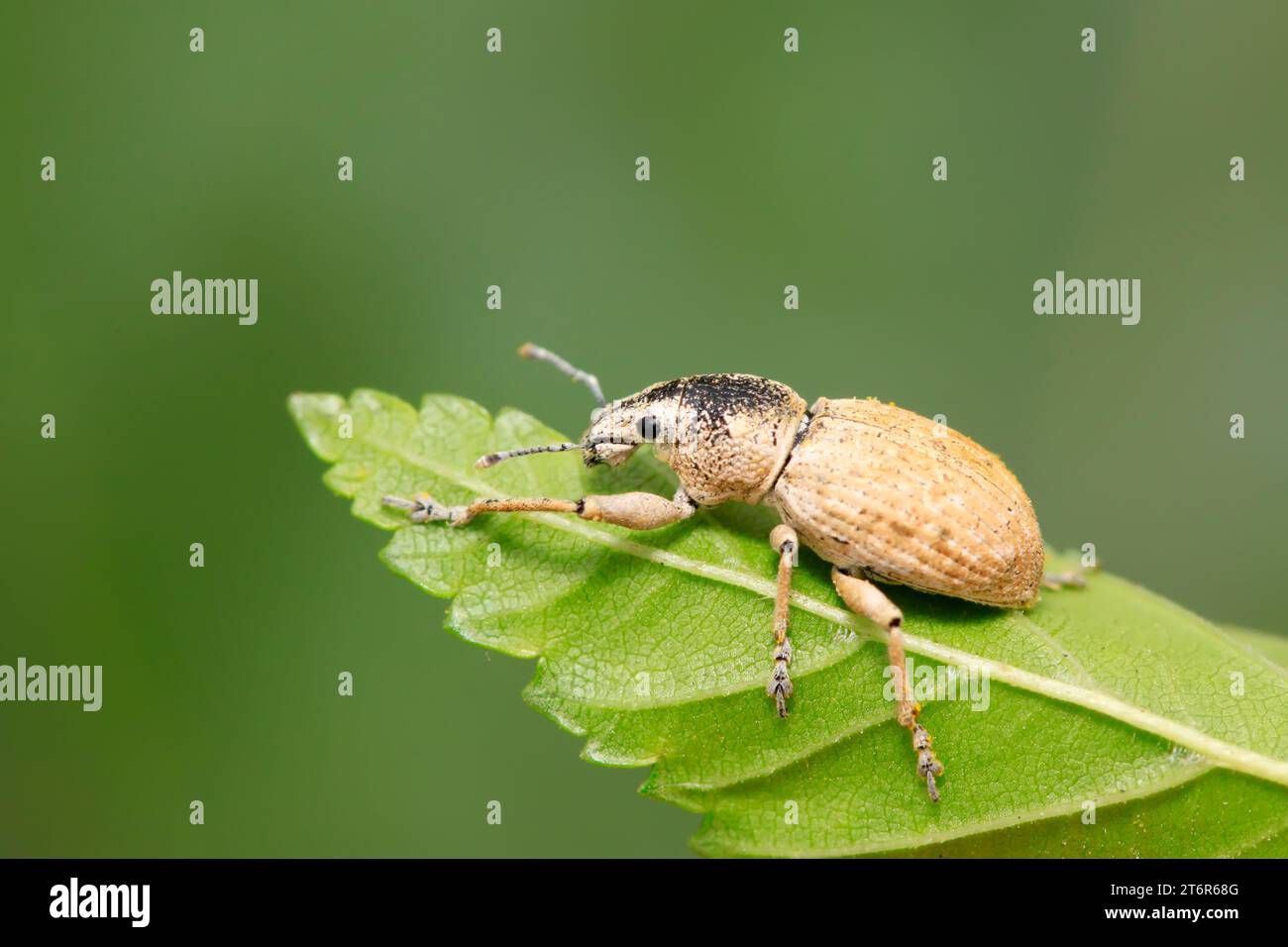 weevil on plant in the wild Stock Photo - Alamy