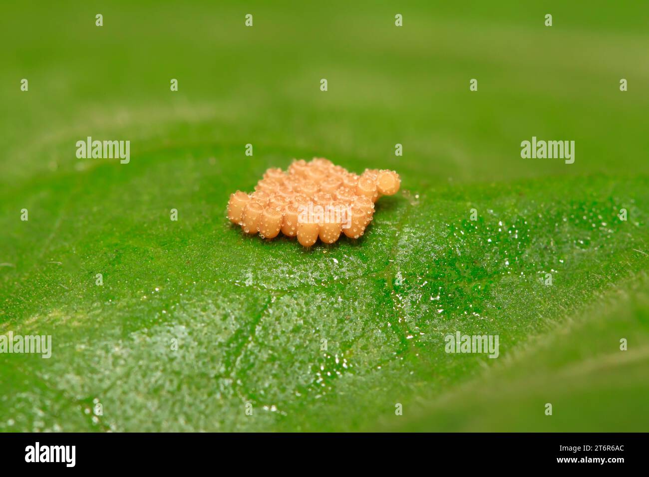insect eggs on plant in the wild Stock Photo - Alamy
