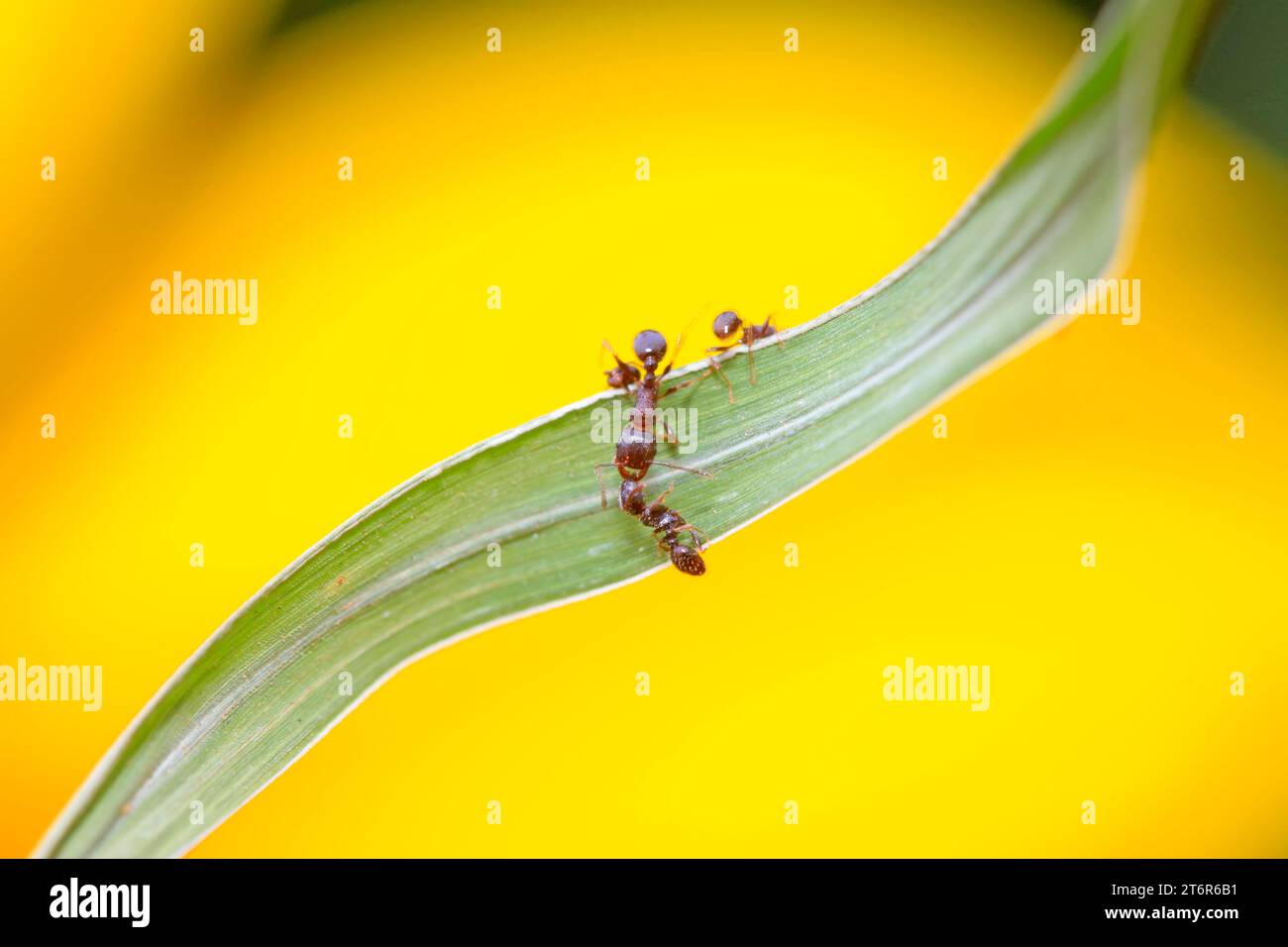Formicidae insects on plant in the wild Stock Photo - Alamy