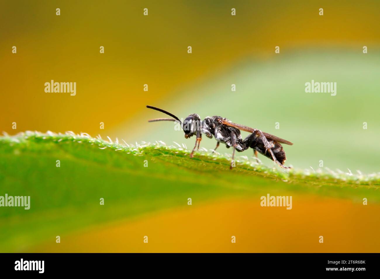 bees insects on plant in the wild Stock Photo - Alamy