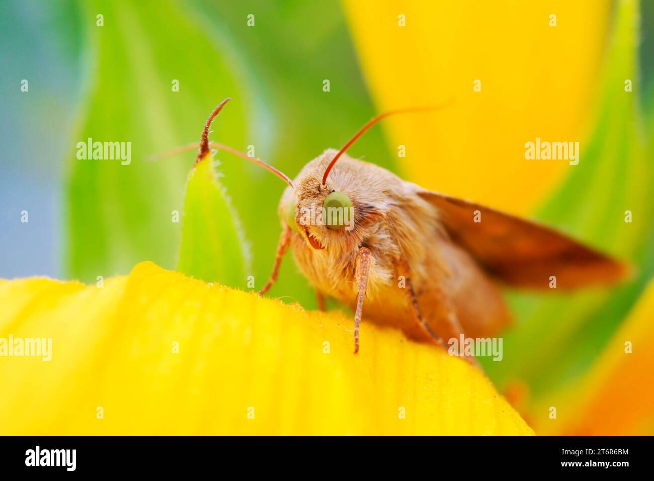 Moth insects on plant in the wild Stock Photo - Alamy