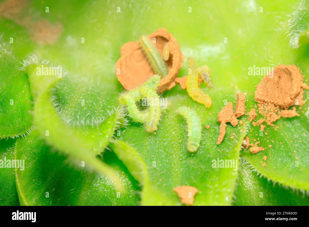 insect larvae on plant in the wild Stock Photo - Alamy
