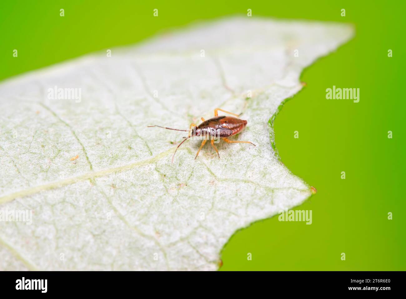 Aspongopus chinensis dallas hi-res stock photography and images - Alamy