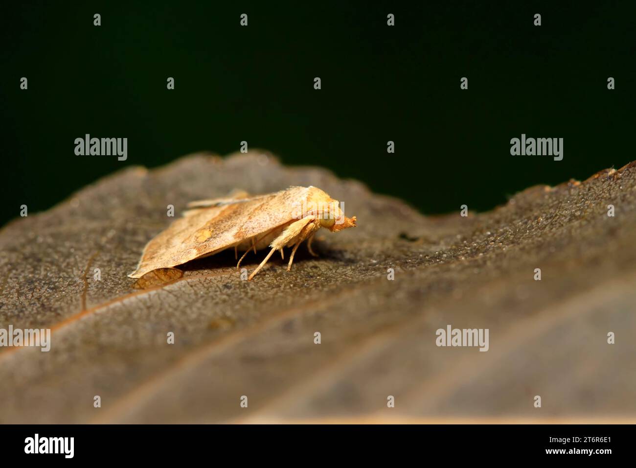 Moth insects on plant in the wild Stock Photo - Alamy