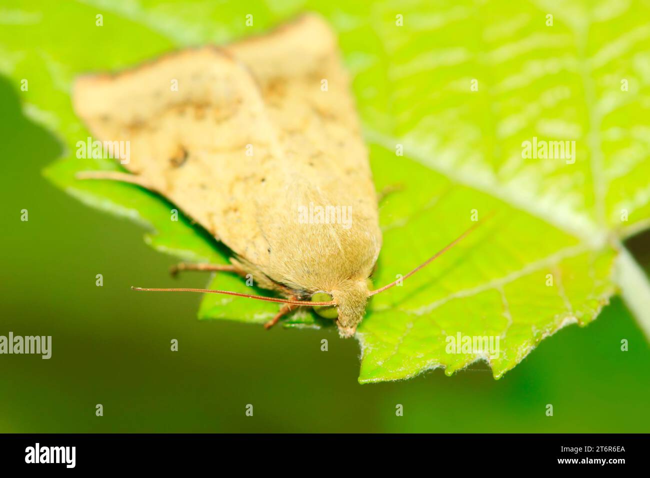 Moth insects on plant in the wild Stock Photo - Alamy