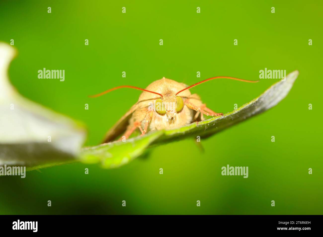 Moth insects on plant in the wild Stock Photo - Alamy