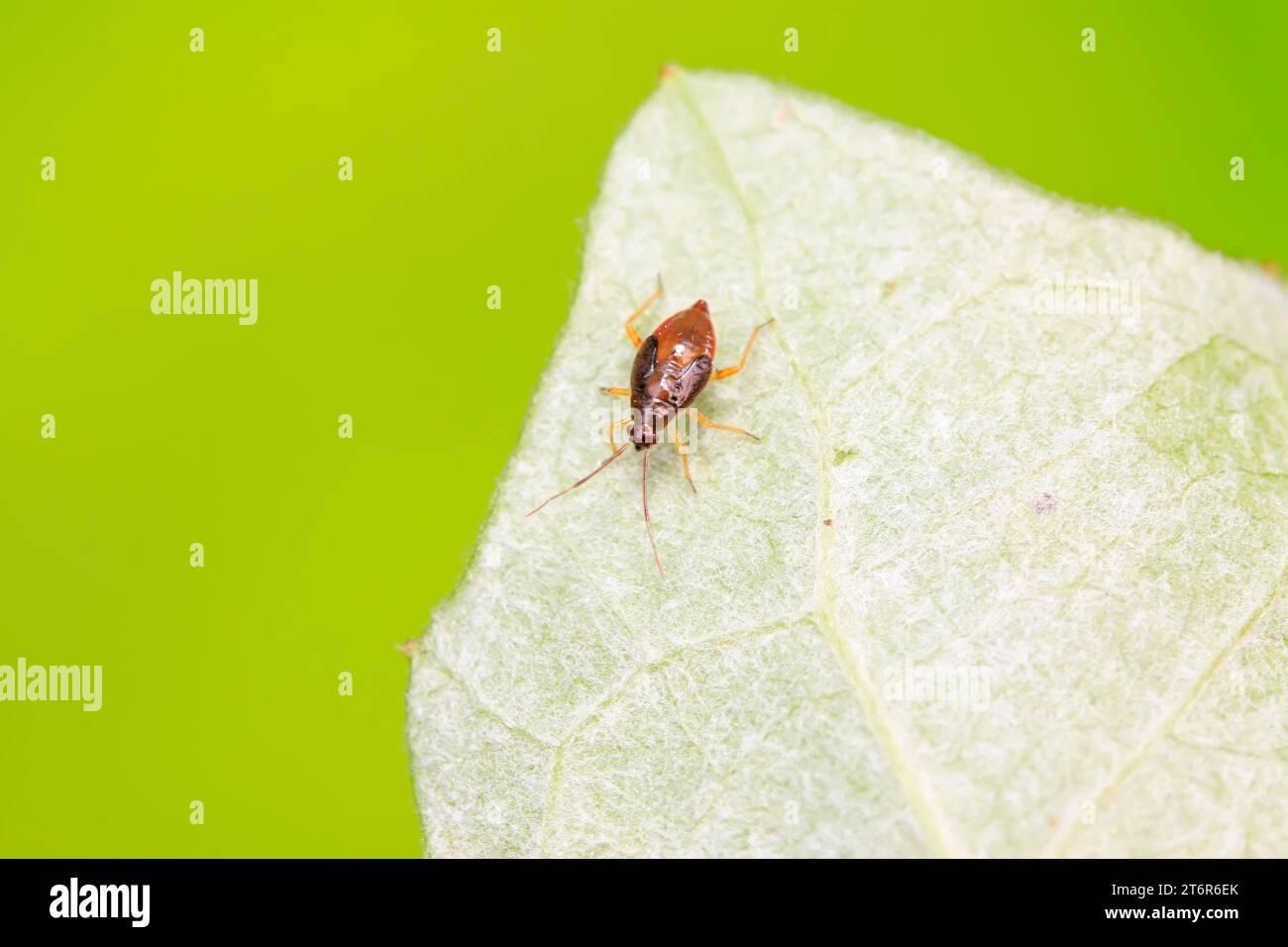 Aspongopus chinensis dallas hi-res stock photography and images - Alamy