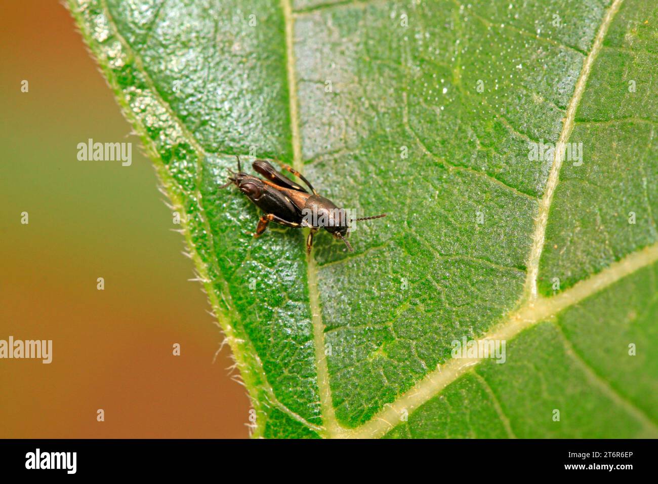 Wild fleas hi-res stock photography and images - Alamy