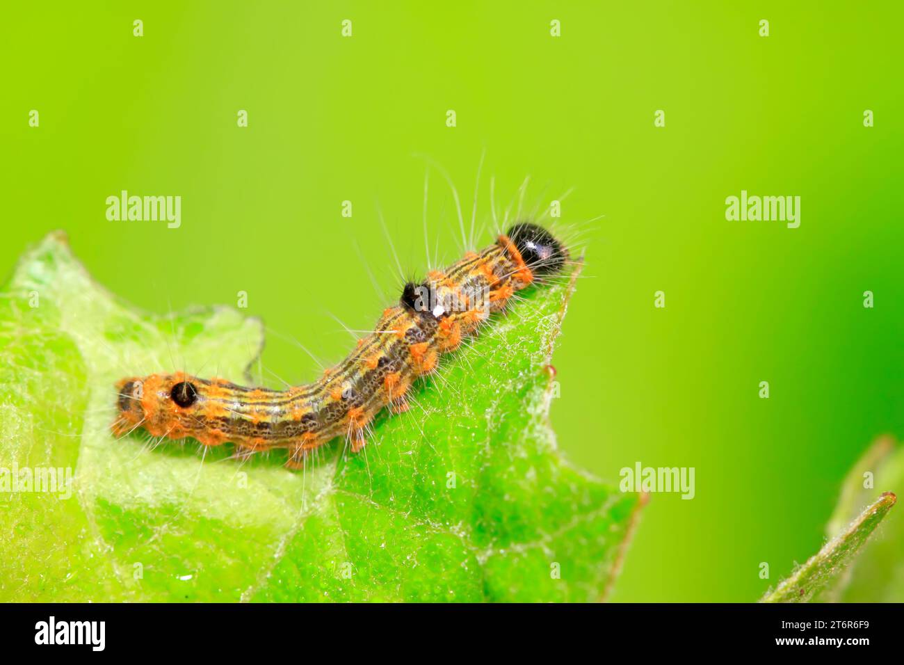 Moth insects on plant in the wild Stock Photo - Alamy