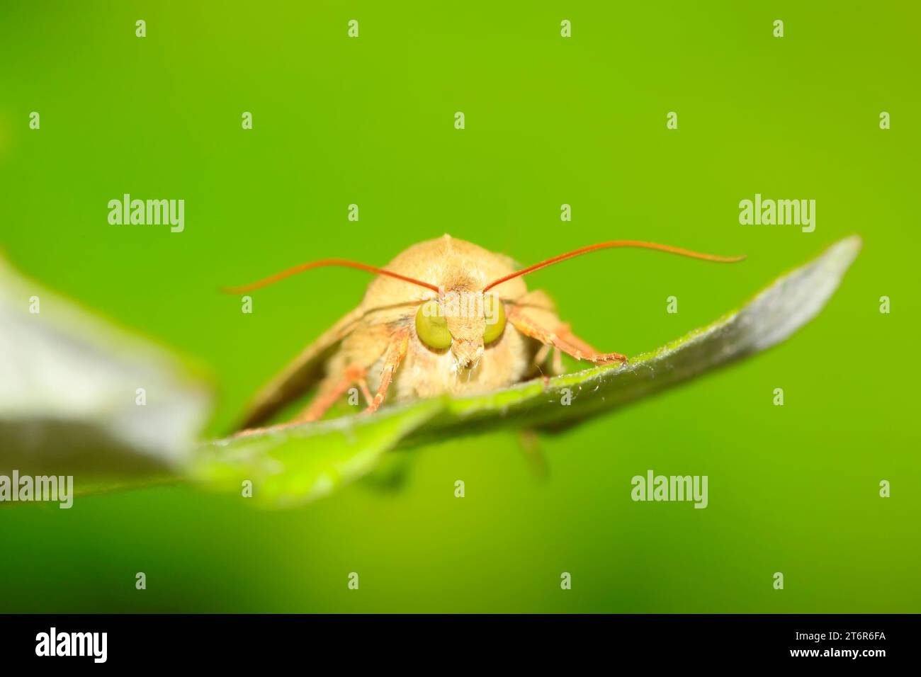 Moth insects on plant in the wild Stock Photo - Alamy