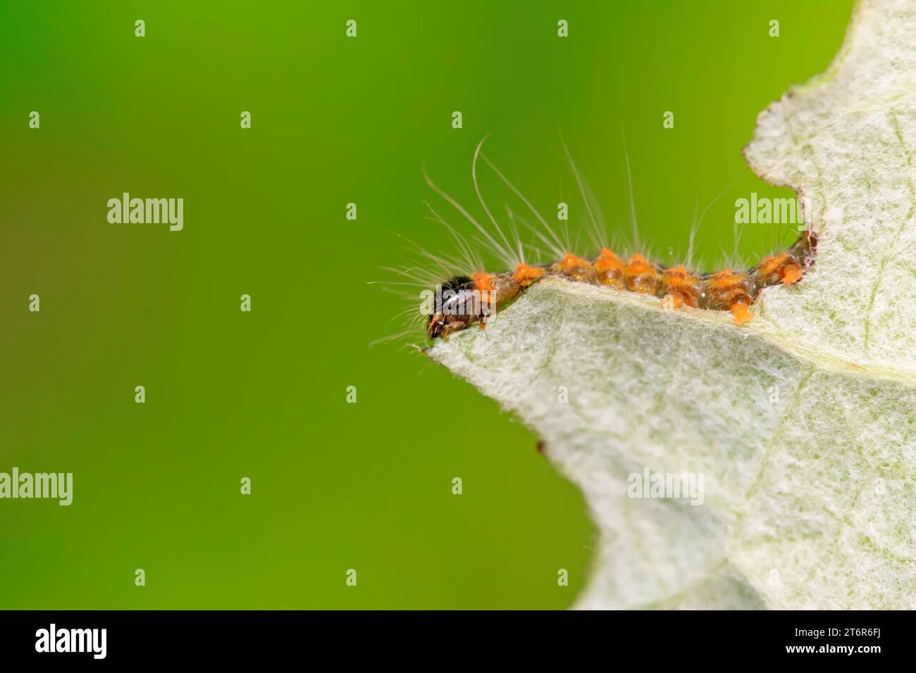 Moth insects on plant in the wild Stock Photo - Alamy