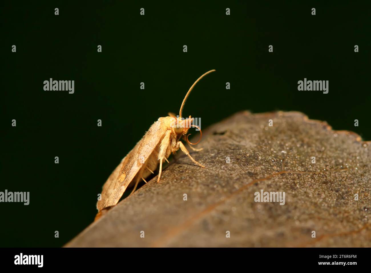 Moth insects on plant in the wild Stock Photo - Alamy