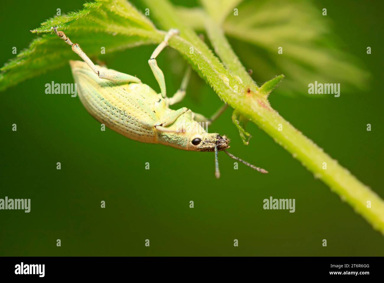 weevil on plant in the wild Stock Photo - Alamy