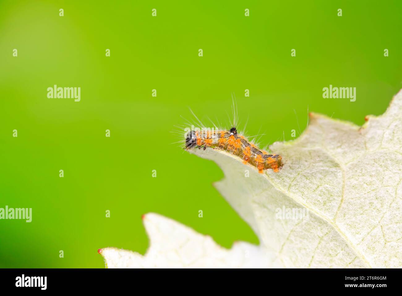 Moth insects on plant in the wild Stock Photo - Alamy